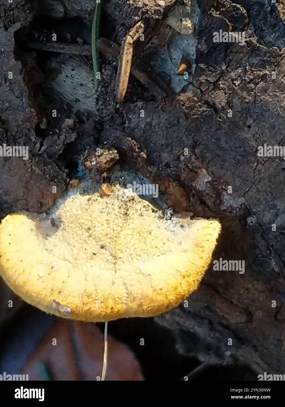 Stinking Orange Oyster (Phyllotopsis nidulans Stock Photo - Alamy