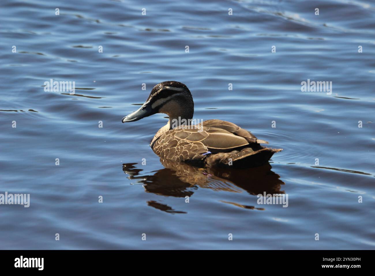 Pacific Black Duck (Anas superciliosa Stock Photo - Alamy