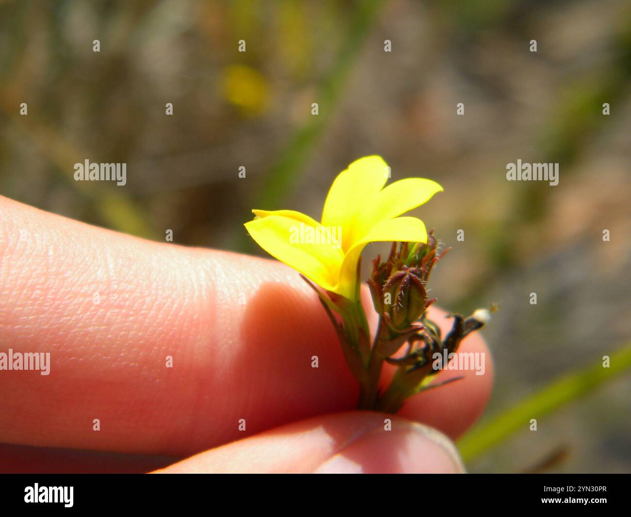 Yellow Oneye (Monopsis lutea Stock Photo - Alamy