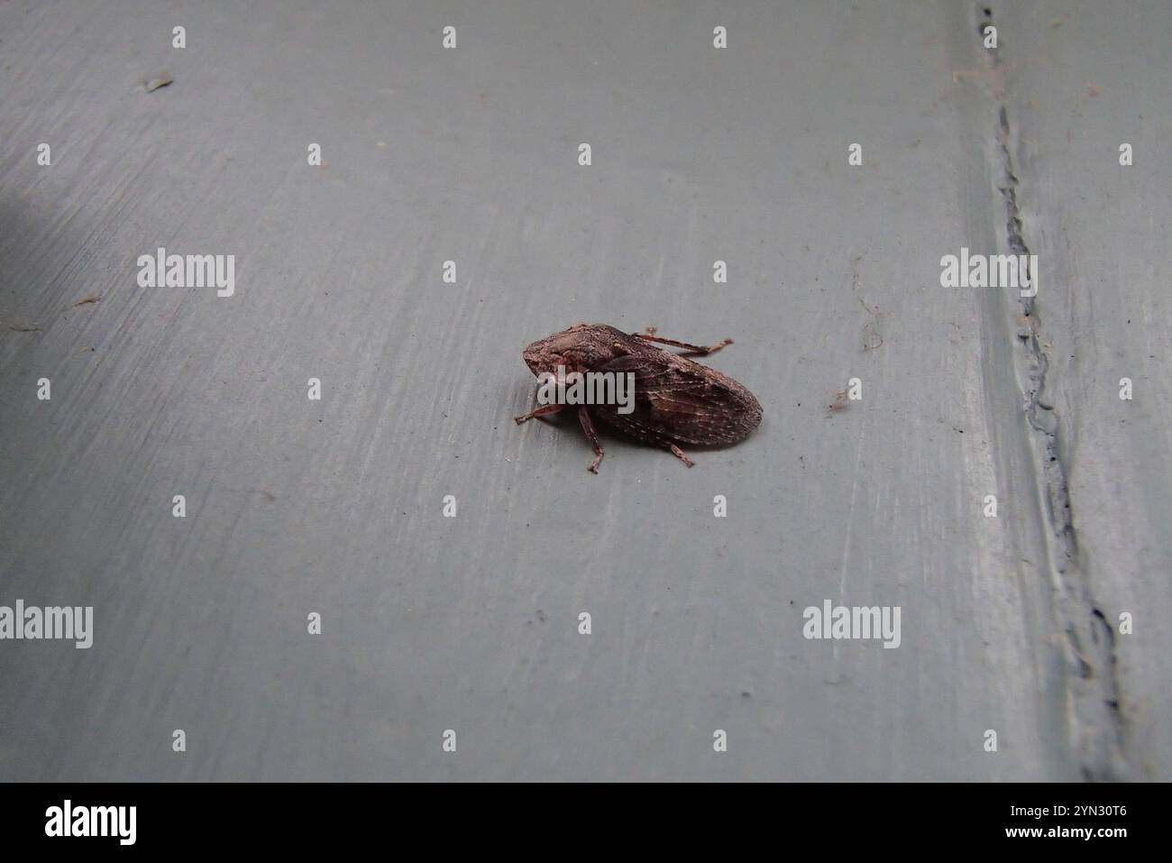 True Bugs, Hoppers, Aphids, and allies (Hemiptera Stock Photo - Alamy