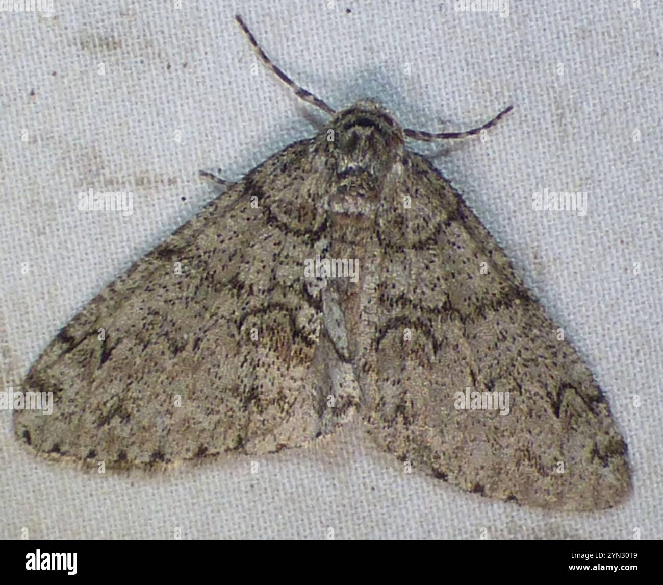 Small Phigalia Moth (Phigalia strigataria Stock Photo - Alamy