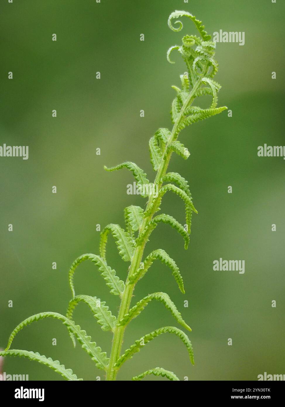 Swamp Shield-fern (Cyclosorus interruptus Stock Photo - Alamy