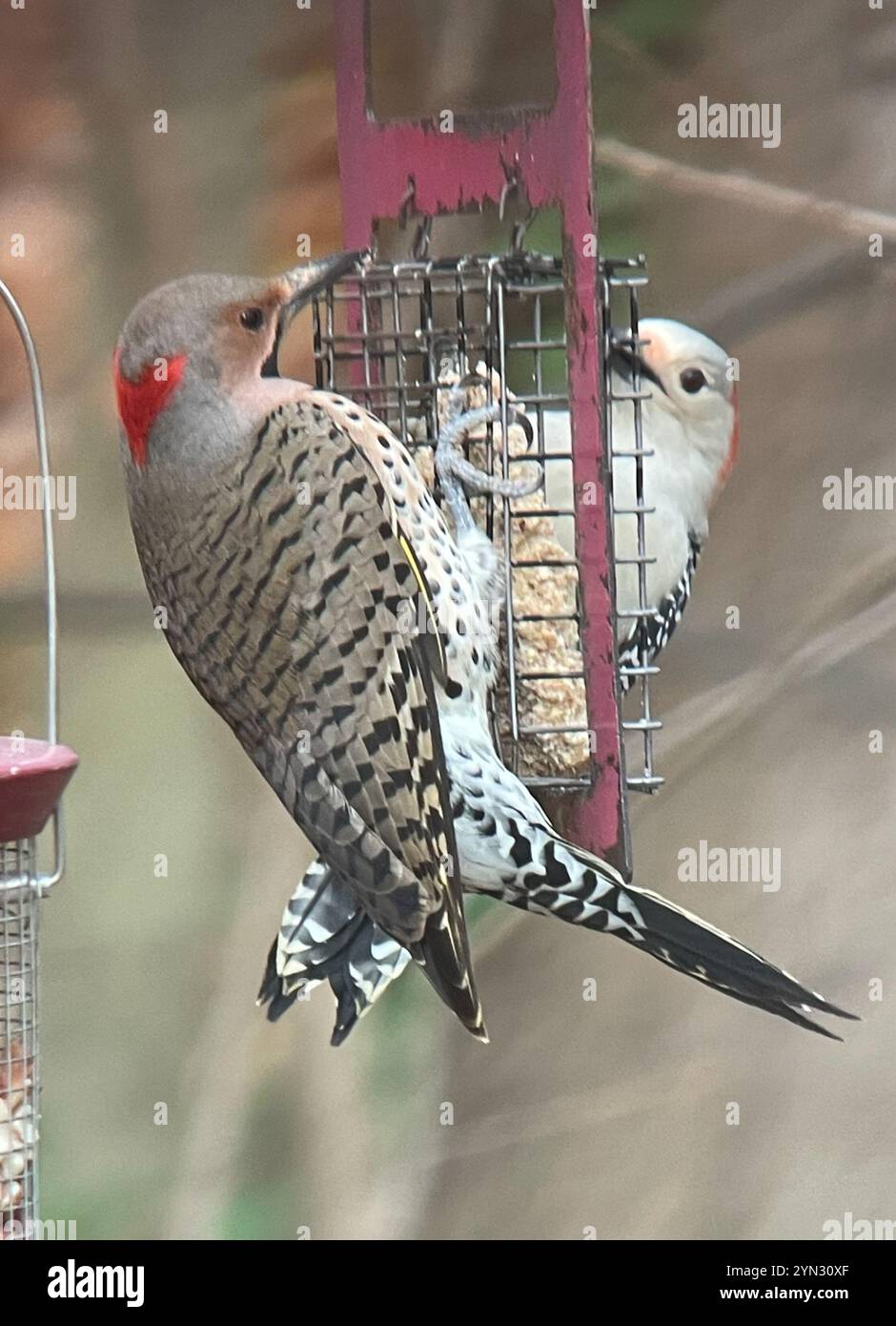 Northern Flicker (Colaptes auratus Stock Photo - Alamy