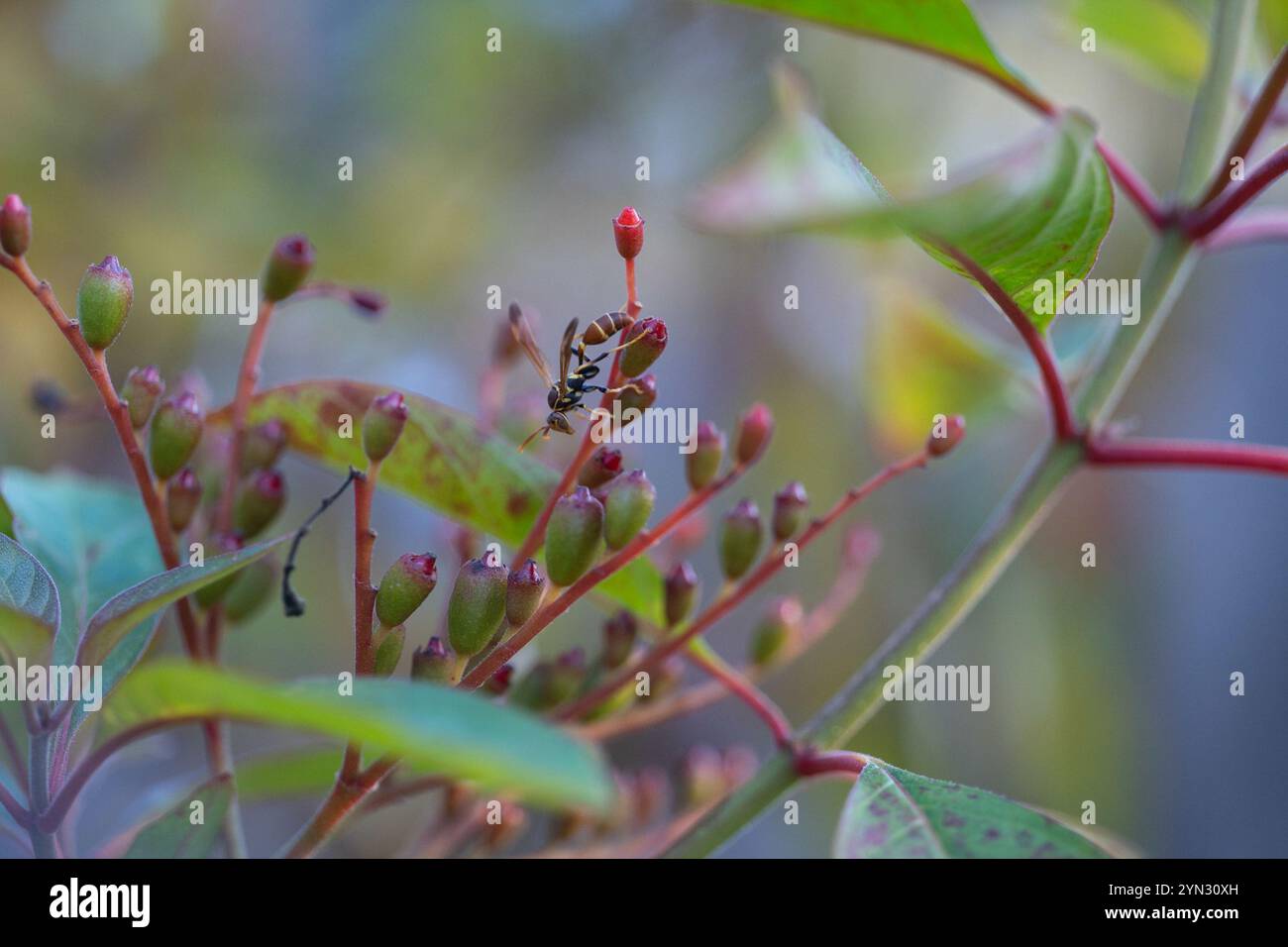 (Mischocyttarus mexicanus cubicola Stock Photo - Alamy