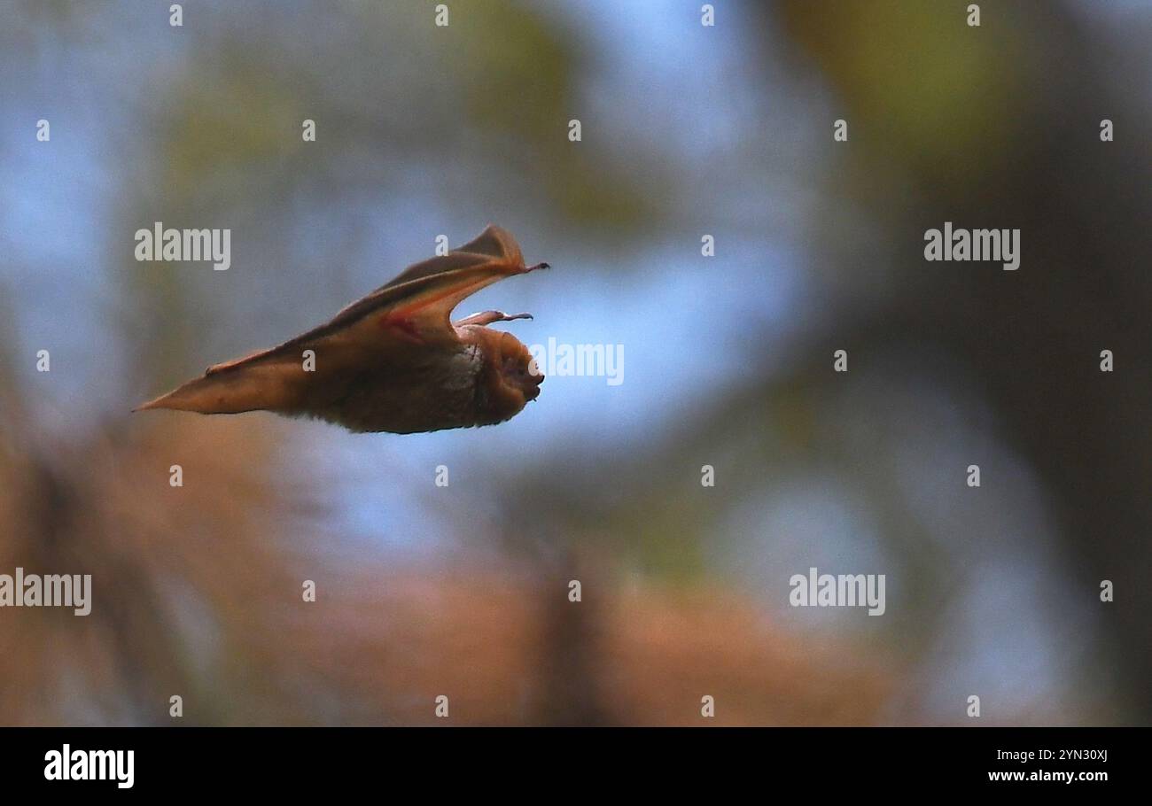 Eastern Red Bat (Lasiurus borealis Stock Photo - Alamy