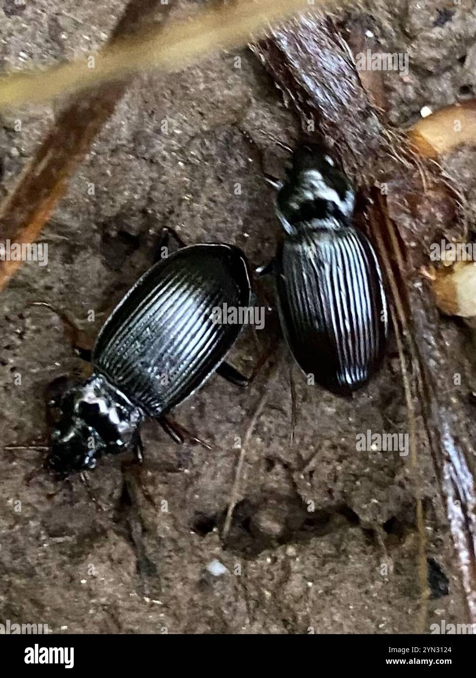 European Gazelle Beetle (Nebria brevicollis Stock Photo - Alamy