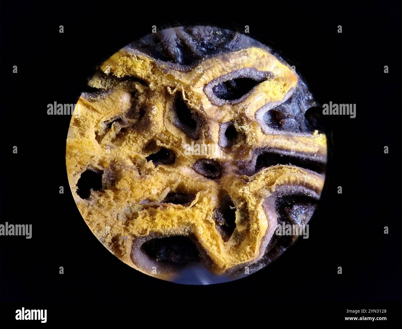 Hemitrichia serpula hi-res stock photography and images - Alamy