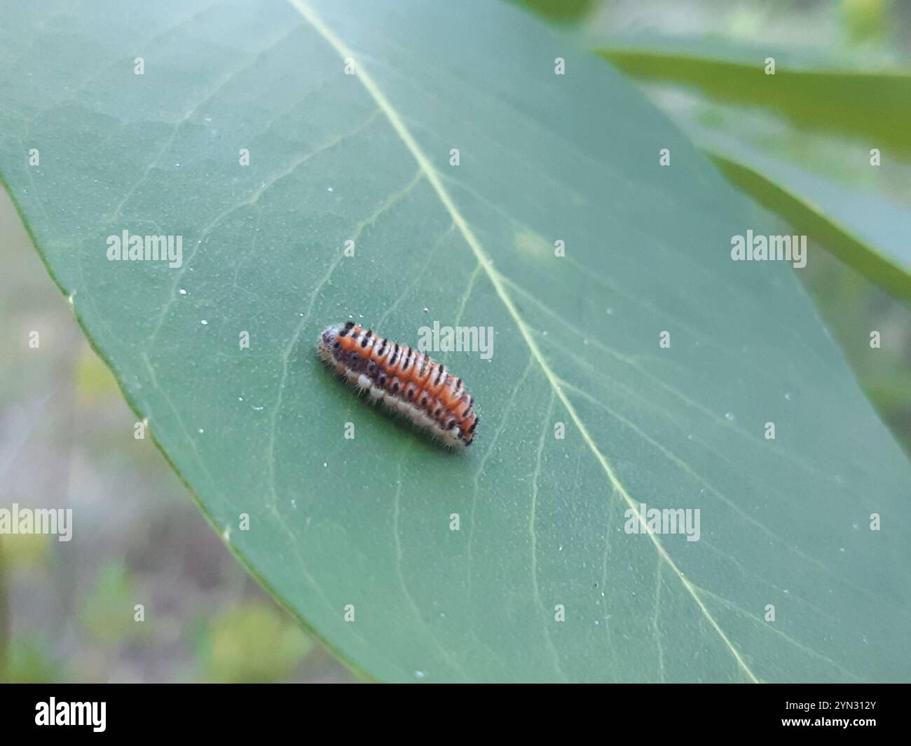 Flannel, Slug Caterpillar, Leaf Skeletonizer, and Allied Moths ...