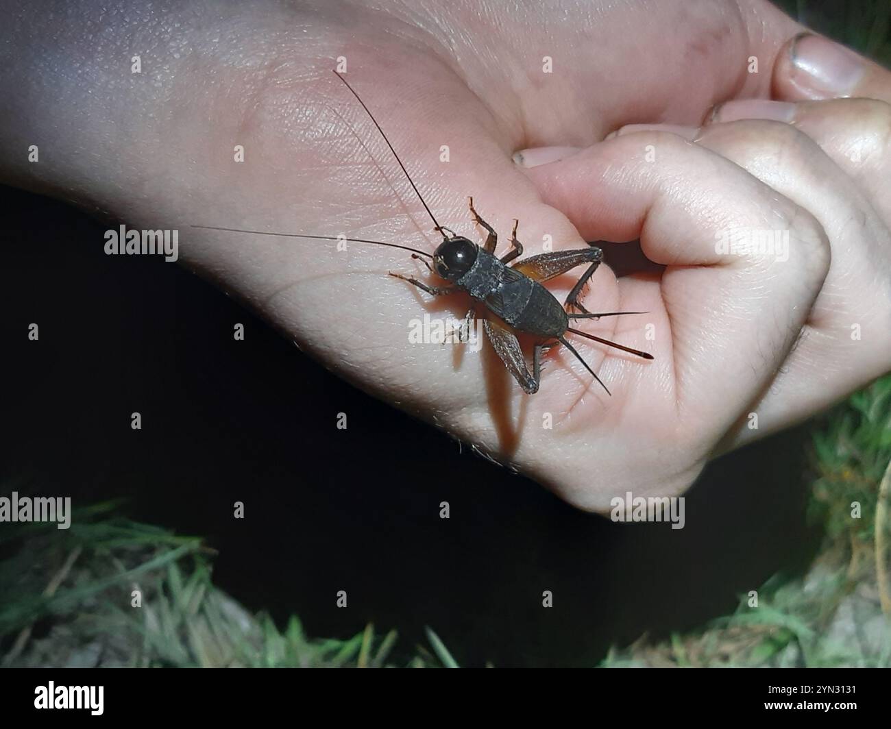 True Crickets (Gryllidae Stock Photo - Alamy