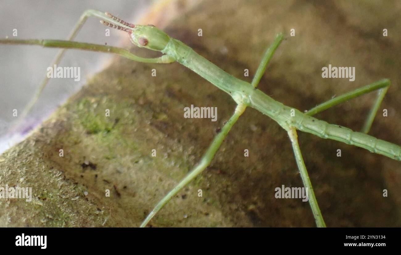 Margin-winged Stick Insect (Ctenomorpha marginipennis Stock Photo - Alamy