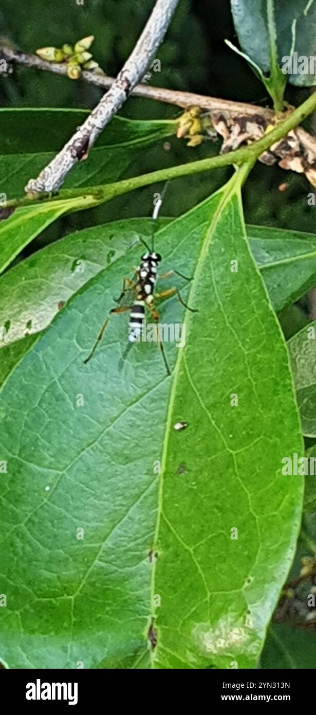 Cryptinae hi-res stock photography and images - Alamy