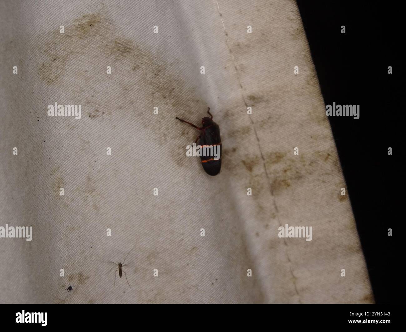 Two lined spittlebug prosapia bicincta hi-res stock photography and ...