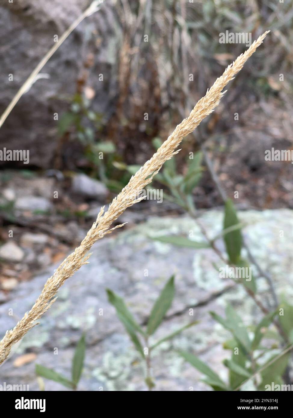 deergrass (Muhlenbergia rigens Stock Photo - Alamy