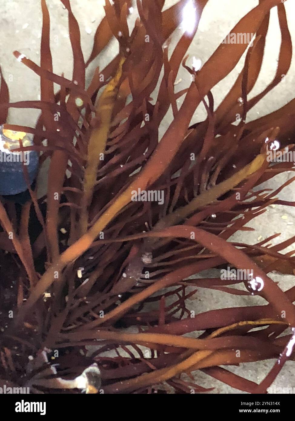 Bleach Weed (Prionitis sternbergii Stock Photo - Alamy