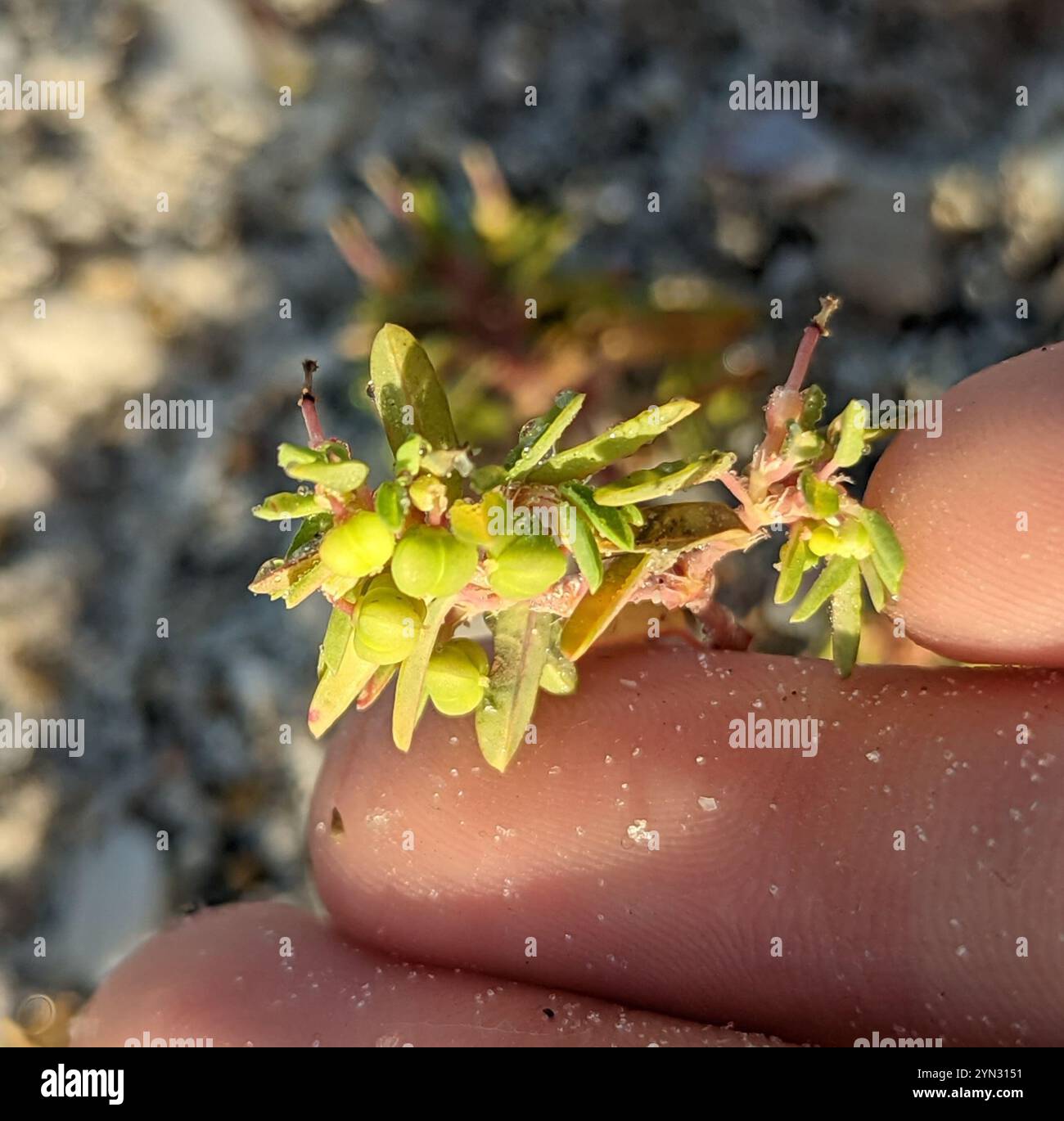 Southern Seaside Spurge (Euphorbia bombensis Stock Photo - Alamy
