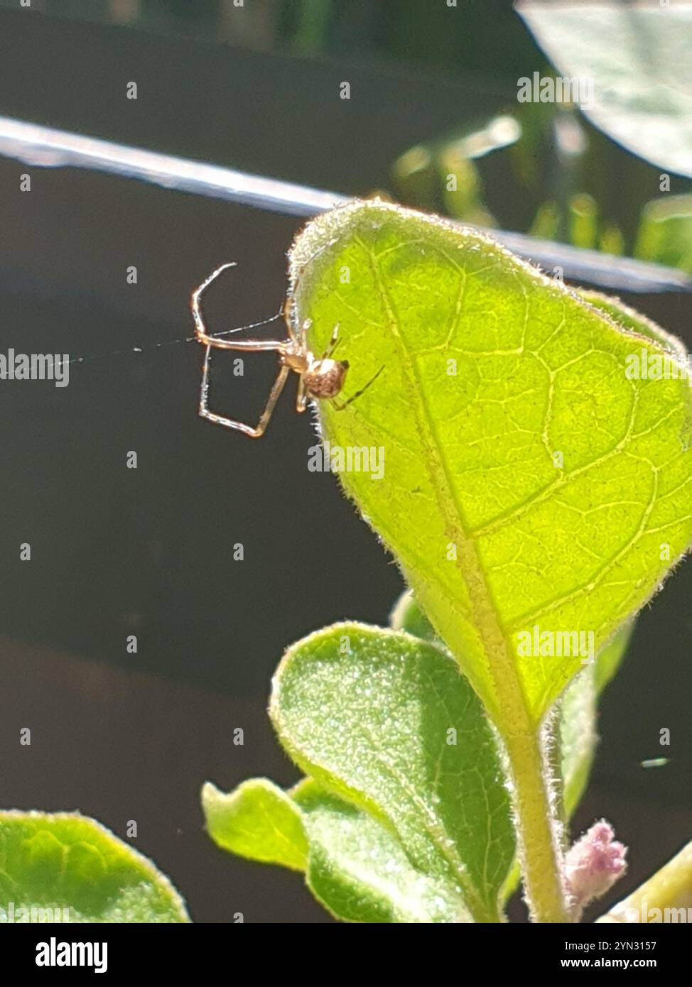 Comb-footed Spiders (Theridiidae Stock Photo - Alamy