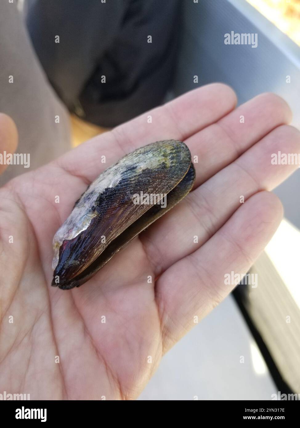 Atlantic Ribbed Mussel (Geukensia demissa Stock Photo - Alamy
