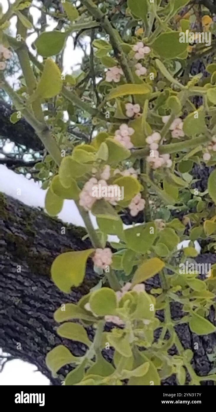 American Mistletoe (Phoradendron leucarpum Stock Photo - Alamy