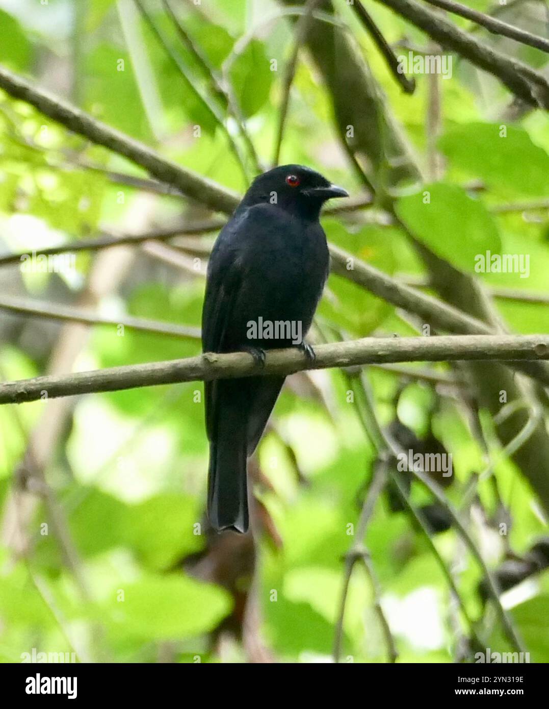 Western Square-tailed Drongo (Dicrurus sharpei occidentalis Stock Photo - Alamy