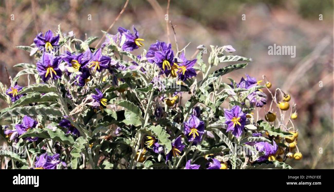 silverleaf nightshade (Solanum elaeagnifolium Stock Photo - Alamy