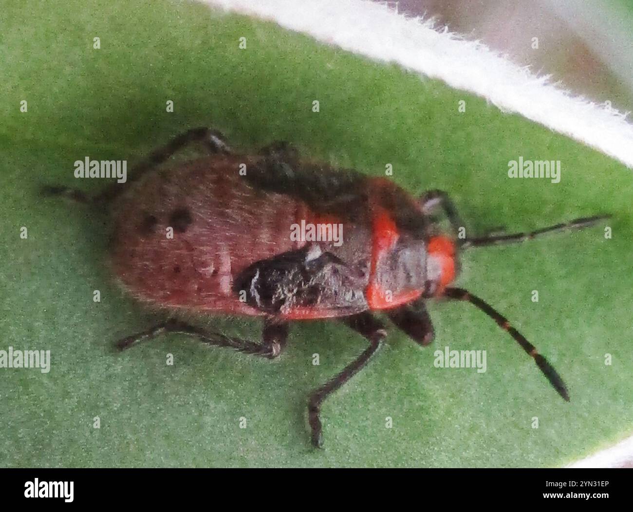 Seed-eating Bugs (Graptostethus Stock Photo - Alamy