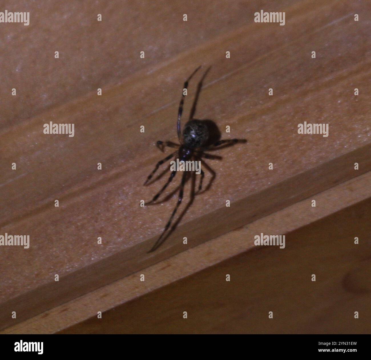 Common House Spider (Parasteatoda tepidariorum Stock Photo - Alamy