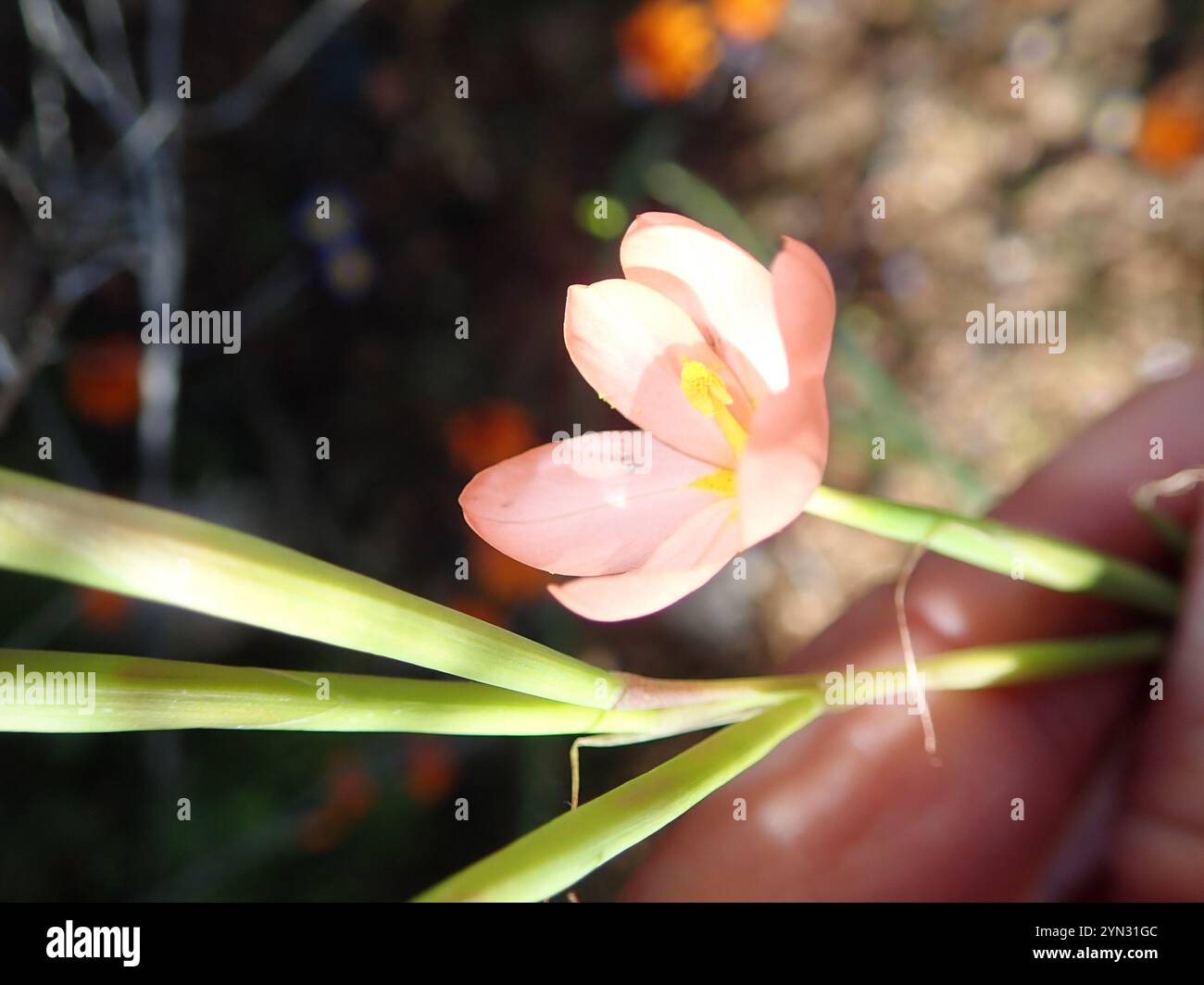 Two-leaved Cape tulip (Moraea miniata Stock Photo - Alamy