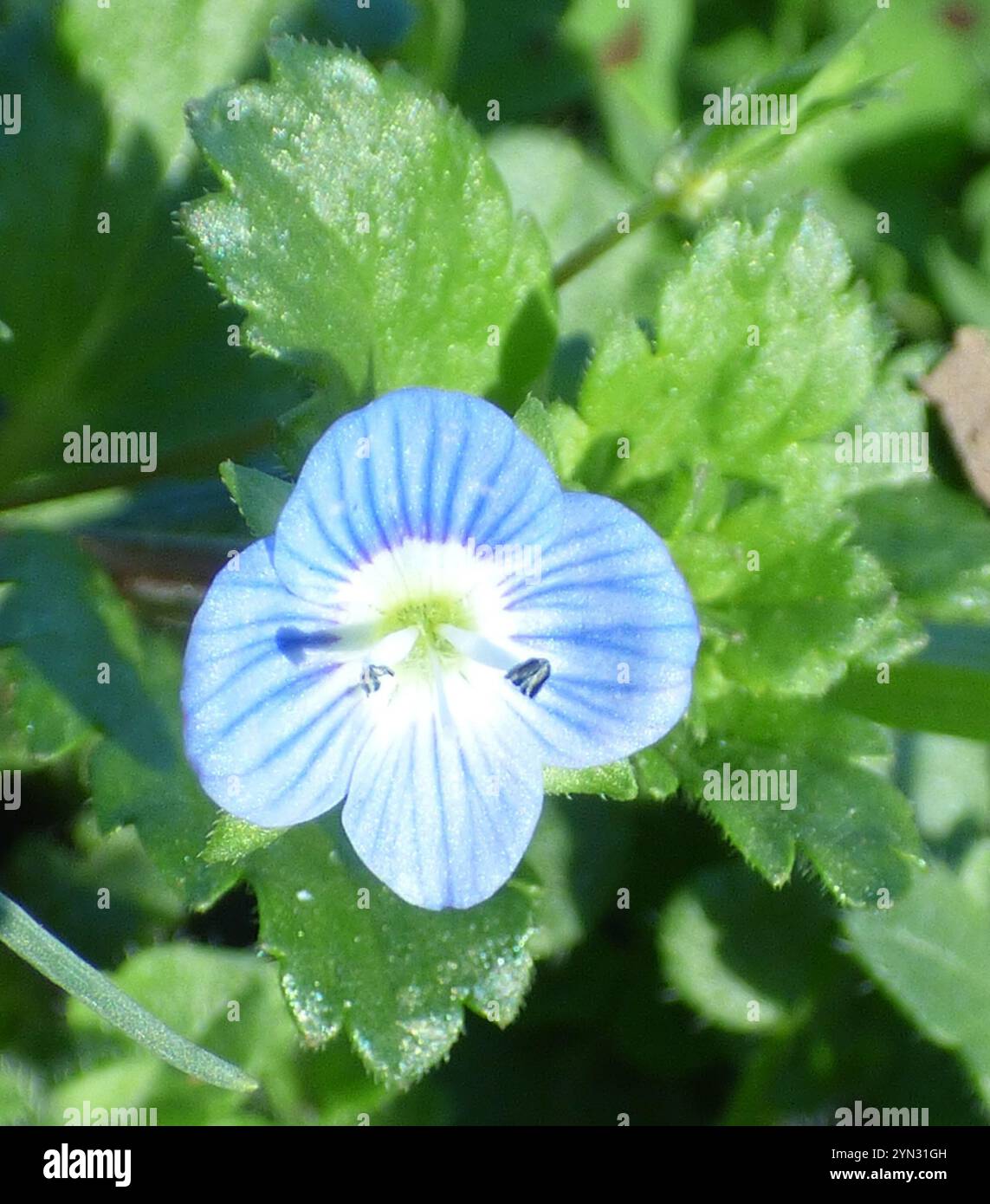 bird's-eye speedwell (Veronica persica Stock Photo - Alamy