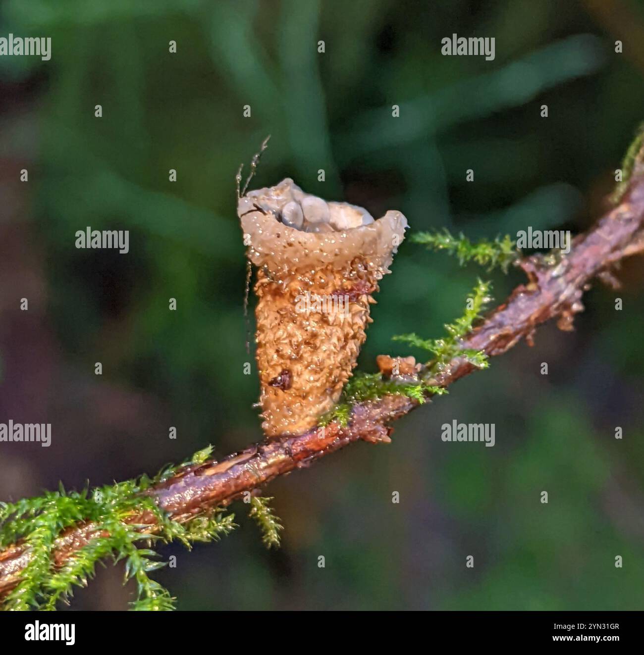 jellied bird's nest fungus (Nidula candida Stock Photo - Alamy