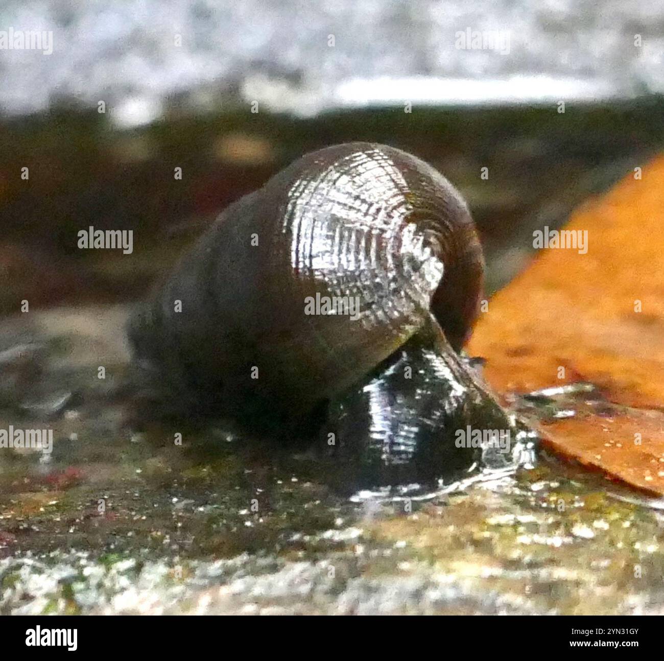 Cerith Snails and Allies (Cerithioidea Stock Photo - Alamy