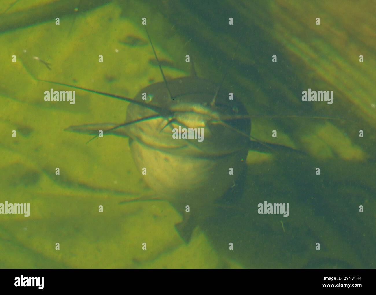 Walking catfish clarias batrachus hi-res stock photography and images ...