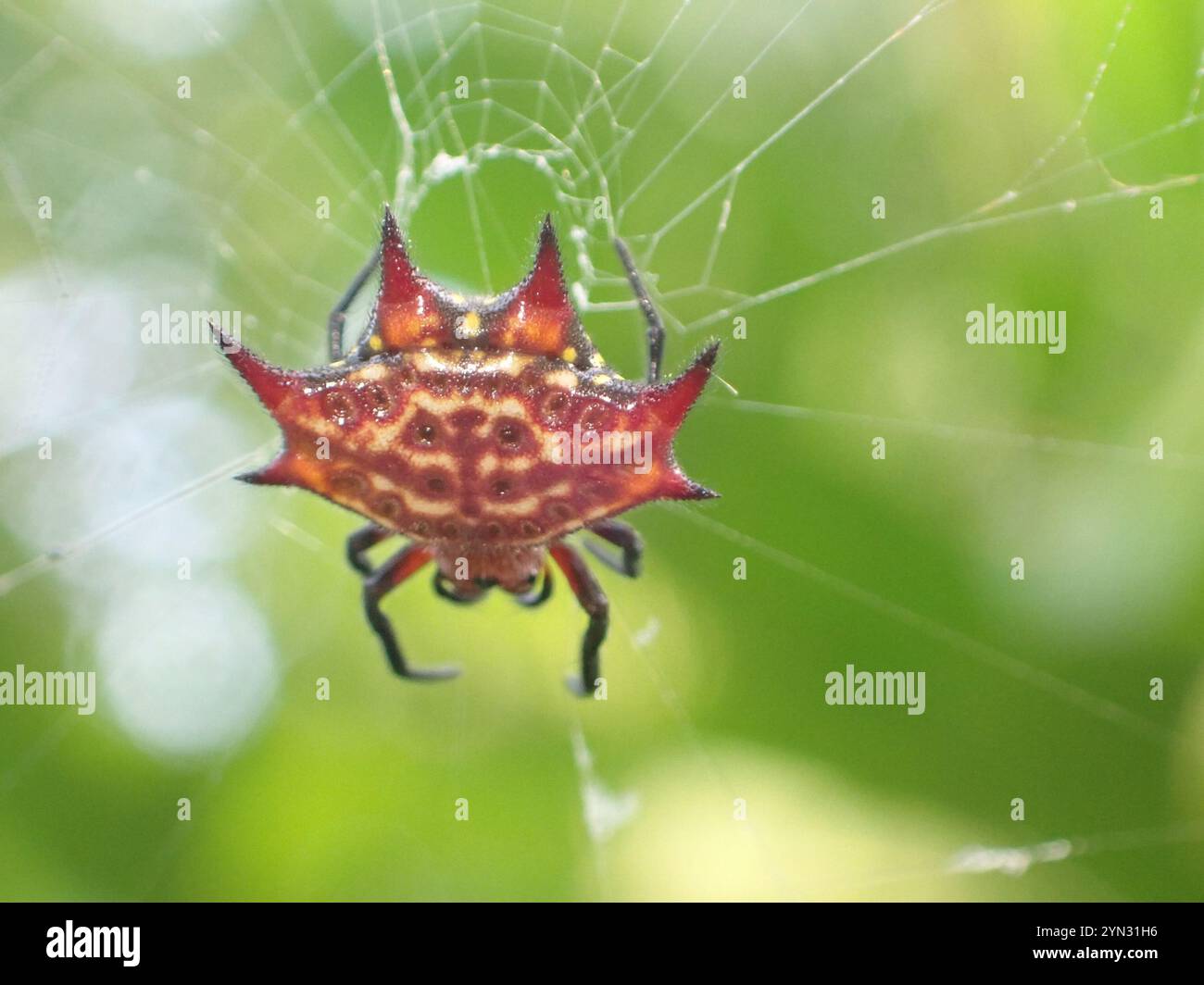 Gasteracantha curvispina hi-res stock photography and images - Alamy