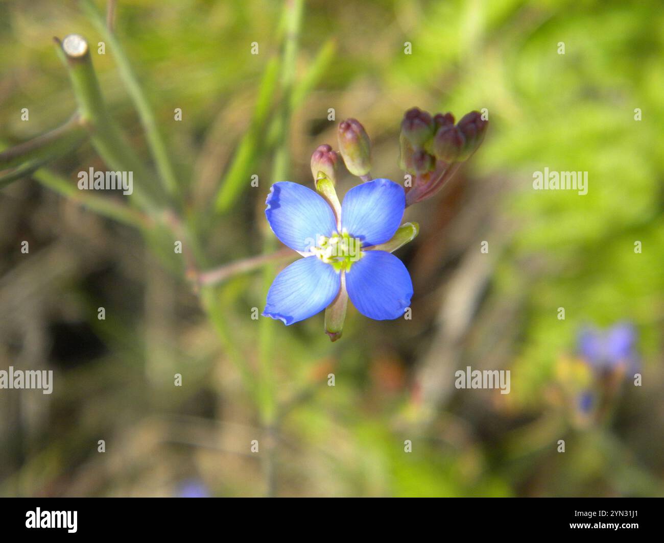 (Heliophila linearis linearifolia Stock Photo - Alamy