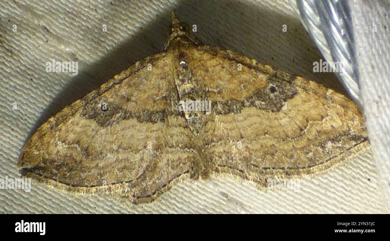 Gem Moth (Orthonama obstipata Stock Photo - Alamy