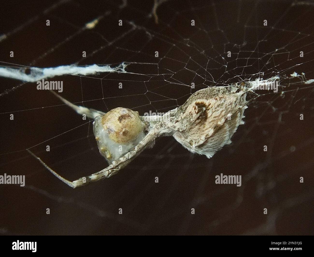 Walckenaer's Feather-legged Spider (Uloborus walckenaerius Stock Photo ...