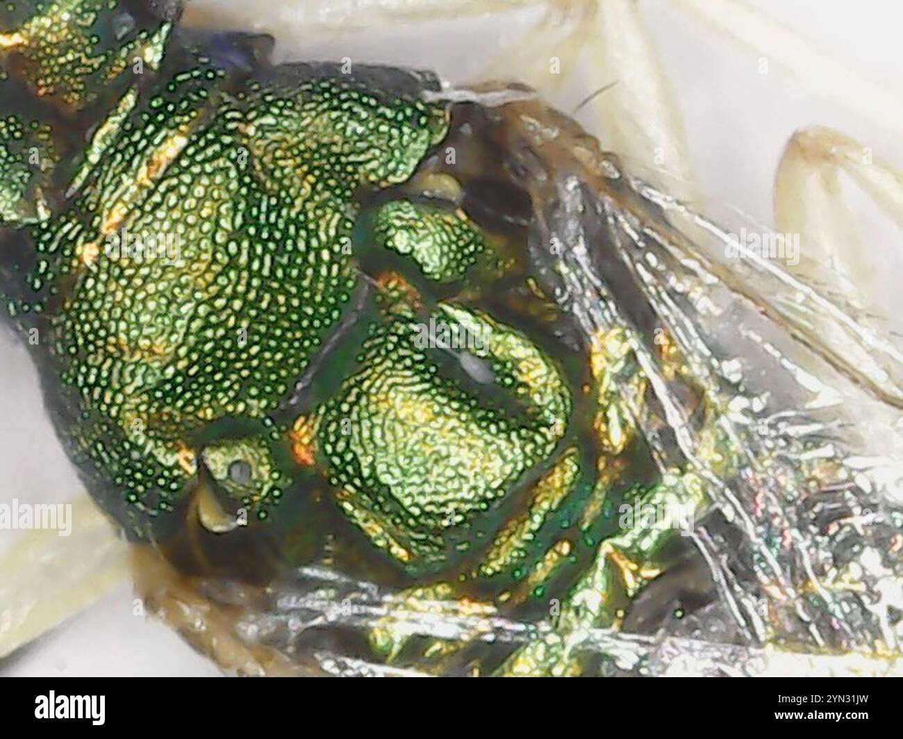 Eulophidae hi-res stock photography and images - Alamy