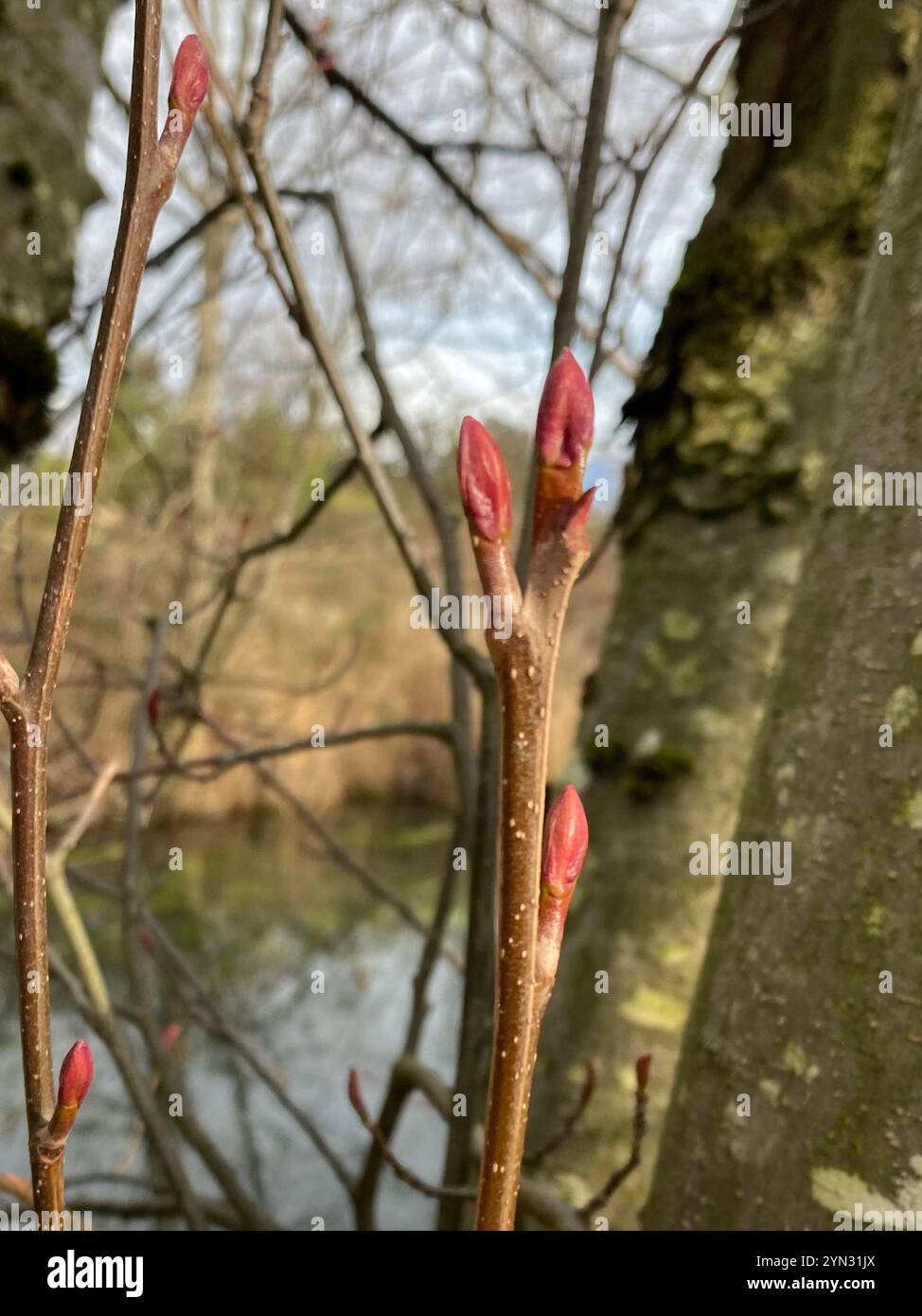 Red Alder (Alnus rubra Stock Photo - Alamy