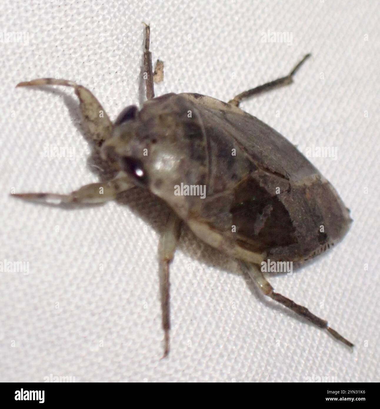 Elliptical Waterbugs (Appasus Stock Photo - Alamy
