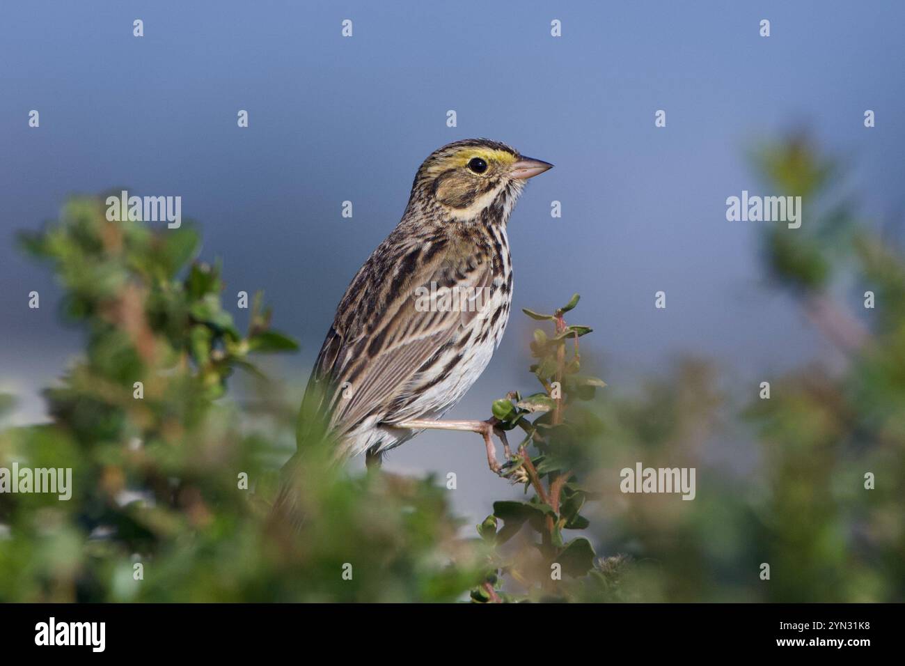Savannah Sparrow (Passerculus sandwichensis Stock Photo - Alamy