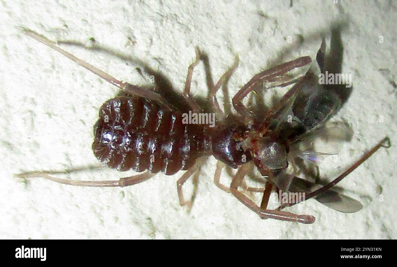 Solifuges hi-res stock photography and images - Alamy