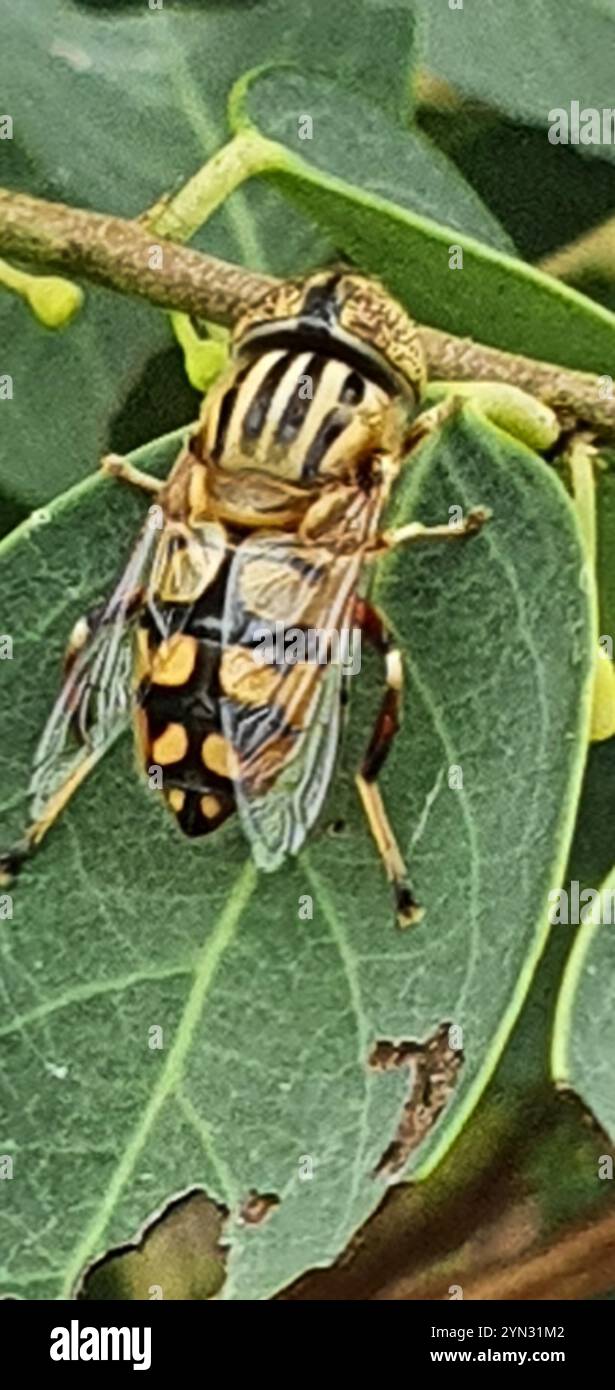 Native Drone Fly (Eristalinus punctulatus Stock Photo - Alamy