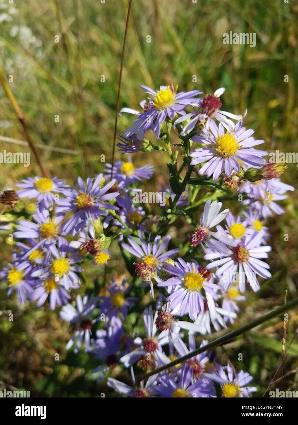 New York aster (Symphyotrichum novi-belgii Stock Photo - Alamy