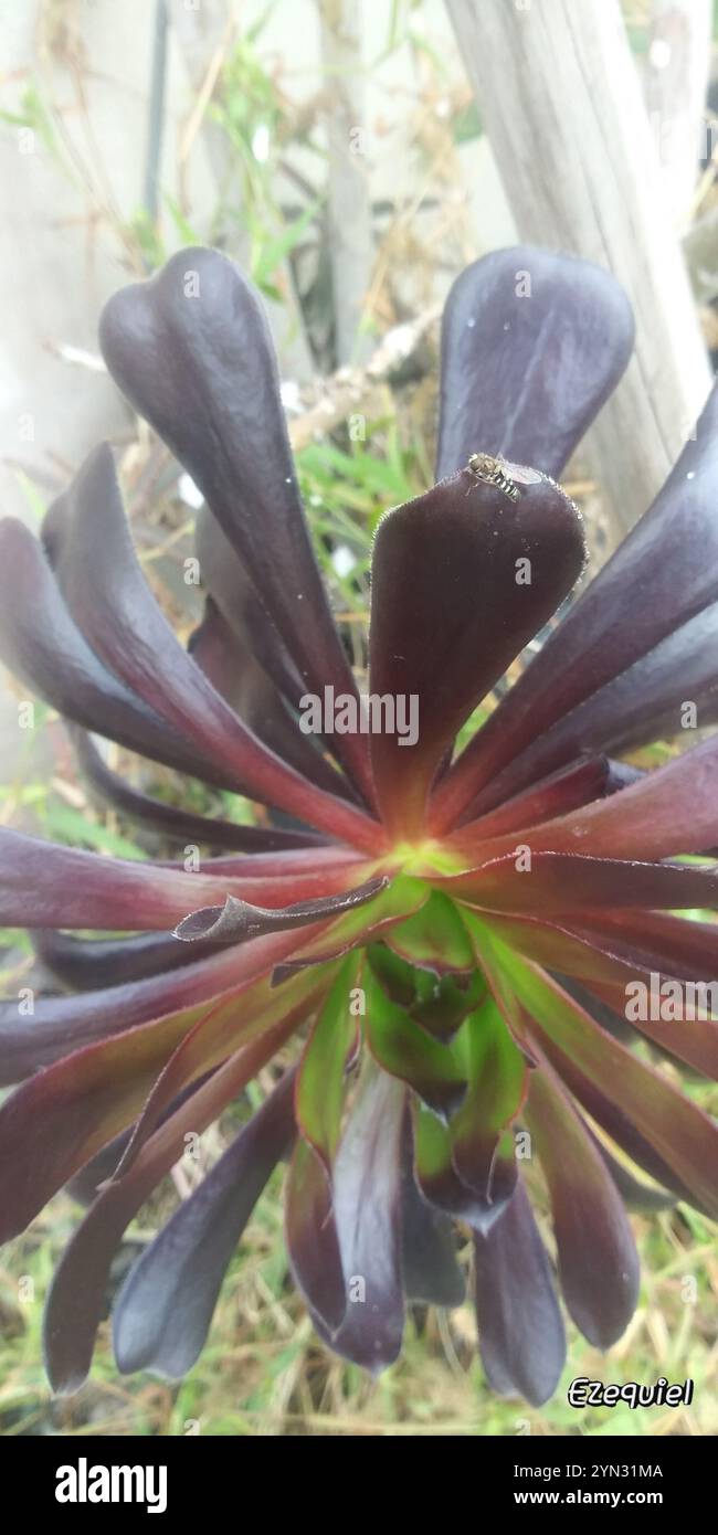 Large-tailed Aphideater (Eupeodes volucris Stock Photo - Alamy