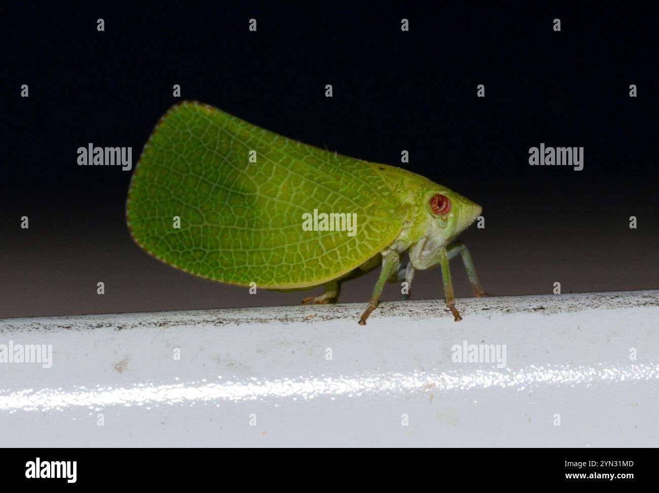 Green Cone-headed Planthopper (Acanalonia conica Stock Photo - Alamy