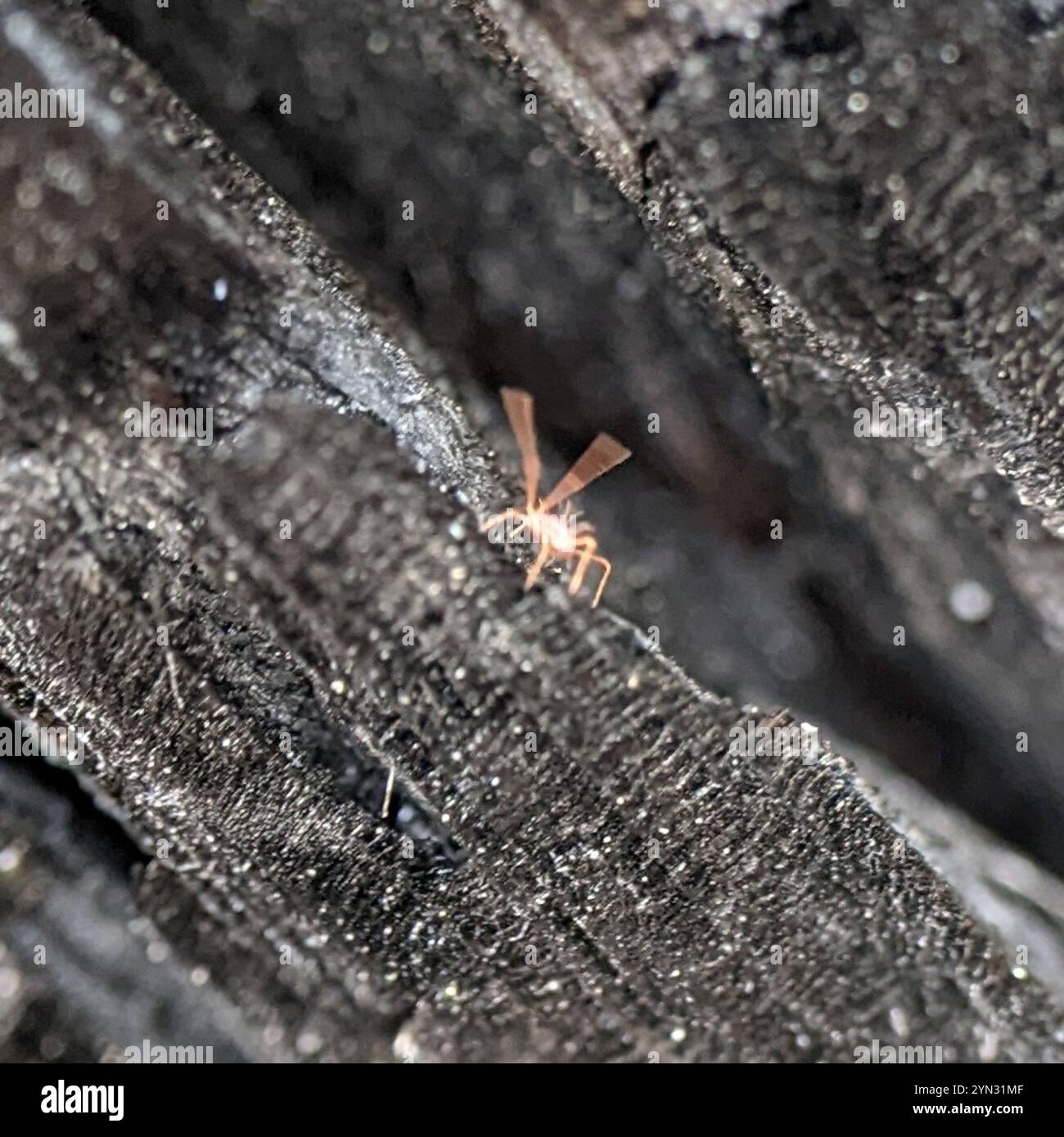 Trombidiform hi-res stock photography and images - Alamy