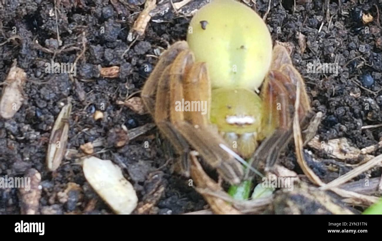Badge Huntsman Spiders (Neosparassus Stock Photo - Alamy