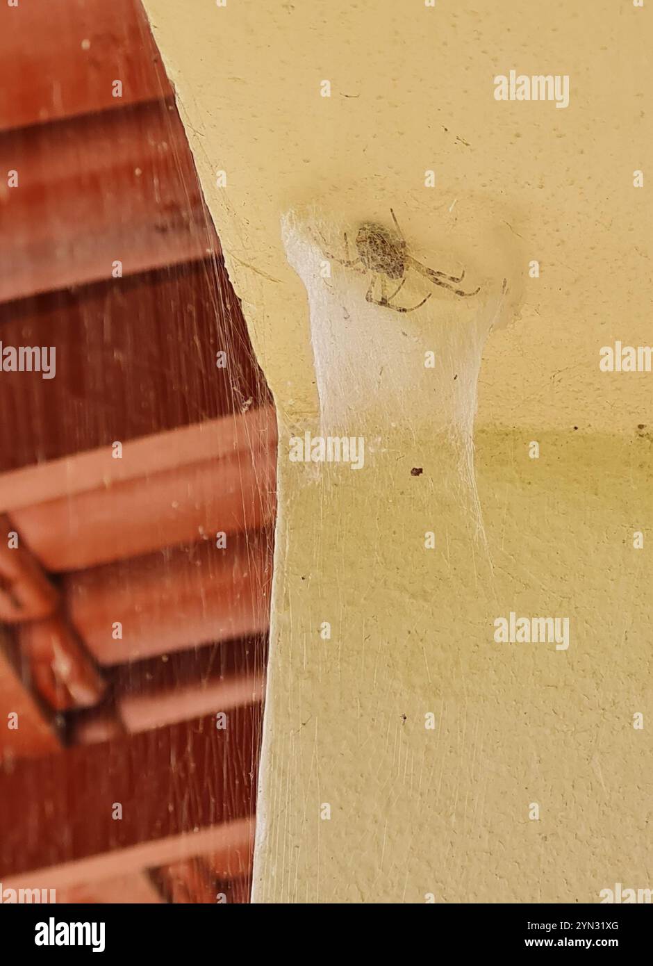 Nephilingis cruentata hi-res stock photography and images - Alamy