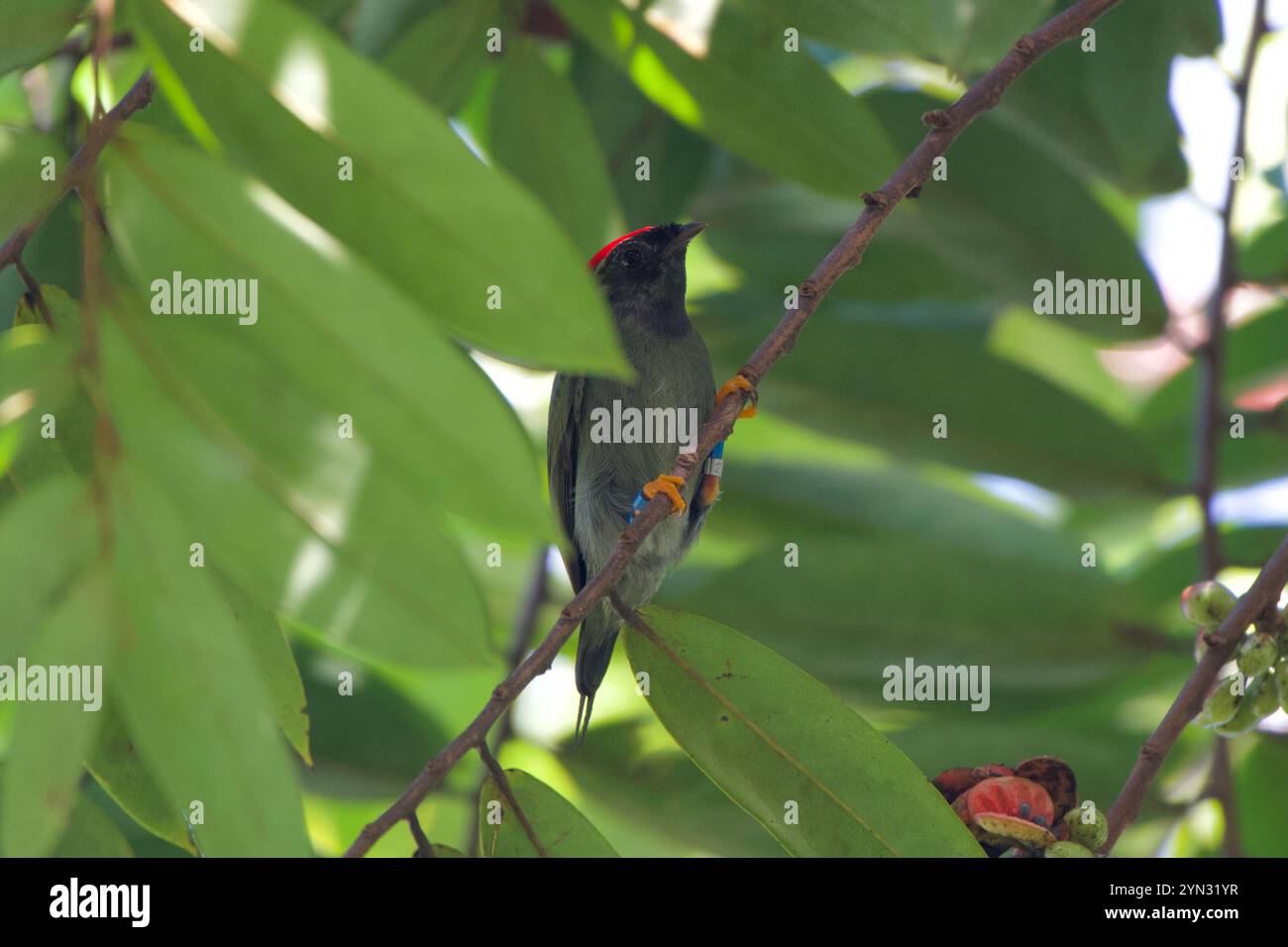 Lance-tailed Manakin (Chiroxiphia lanceolata Stock Photo - Alamy