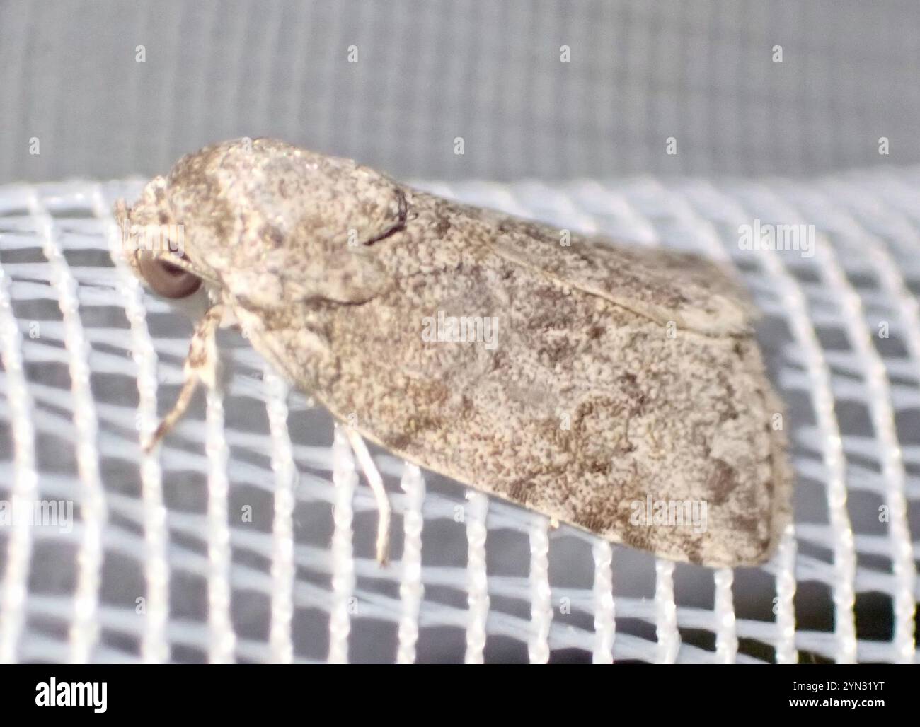 Owlet Moths and Allies (Noctuoidea Stock Photo - Alamy