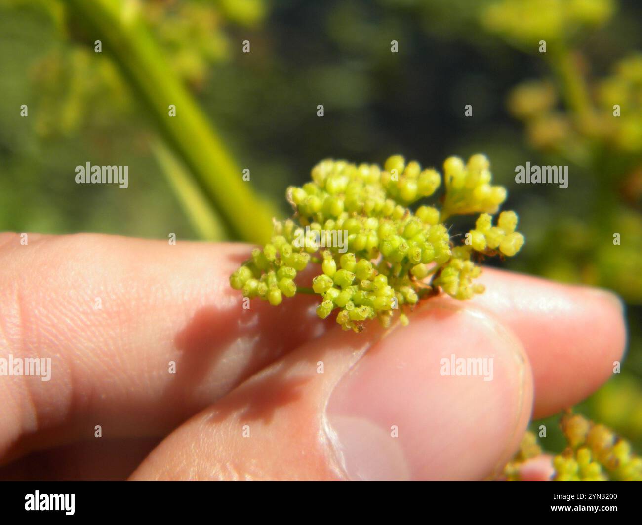 Celery (Apium graveolens dulce Stock Photo - Alamy